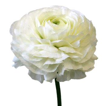 White Ranunculus Fresh Cut Flower | FiftyFlowers.com