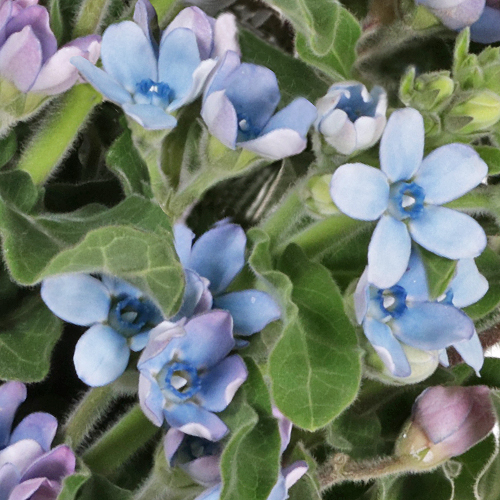 Soft Blue Designer Tweedia Flower | FiftyFlowers.com