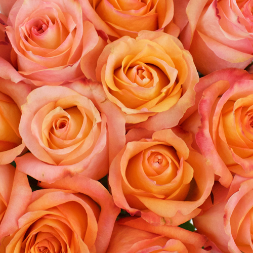 Twilight Light Orange Rose | FiftyFlowers.com