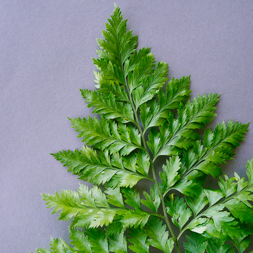 Victorian Lacey Leather Greenery | FiftyFlowers.com