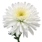 Snow White Cremon Flower | FiftyFlowers.com