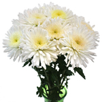 Snow White Cremon Flower | FiftyFlowers.com