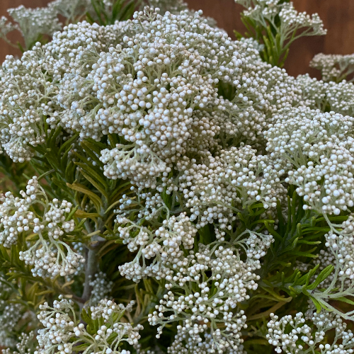 What Is White Rice Flower at Kristi Gayman blog