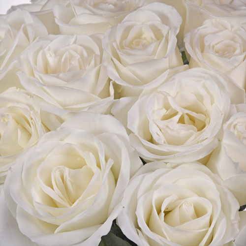 Ivory White Tibet Rose | FiftyFlowers.com