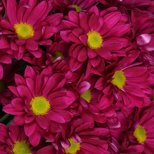 Raspberry Daisy Wallpapers