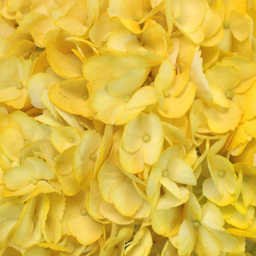 Hydrangea Bright Yellow Tinted Flower | FiftyFlowers.com