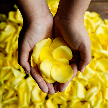 Yellow Fresh Rose Petals | FiftyFlowers.com
