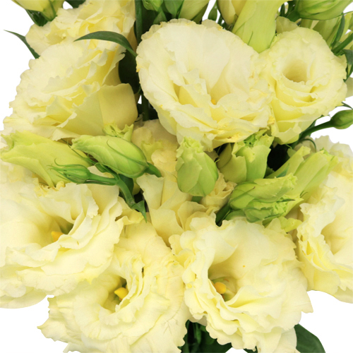 Wholesale Champagne Yellow Lisianthus Flowers | FiftyFlowers