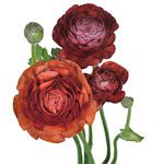 Chocolate Ranunculs Fresh Cut Flower | FiftyFlowers.com