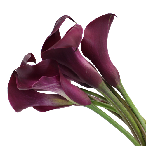 PurpleBerry Mini Calla Lily | FiftyFlowers.com