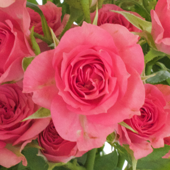 Super Mini Hot Pink Spray Rose | DIY Wedding Rose | FiftyFlowers