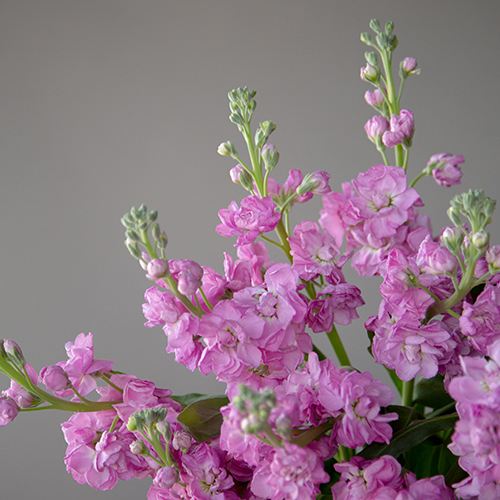 El Aleli Hues of Pink Flower | FiftyFlowers.com