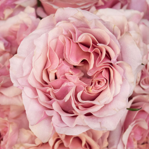 Garden Rose Powder Pink | Bulk Rose | FiftyFlowers