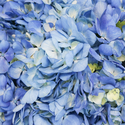 Shocking Blue Premium Hydrangea Flowers | FiftyFlowers.com