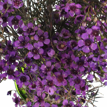 Enhanced Mixed Rainbow Wax Flowers | FiftyFlowers.com