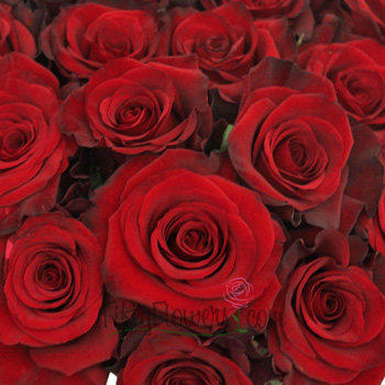 Red Paris Rose | Bulk Rose | FiftyFlowers