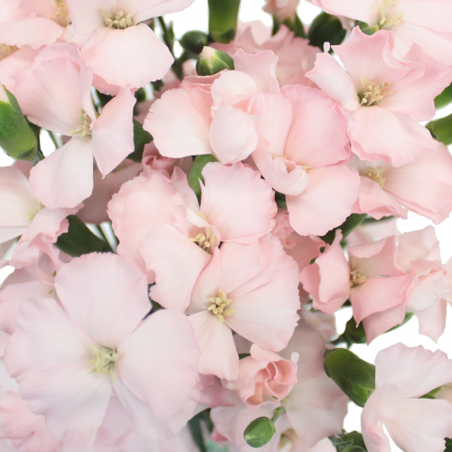 Blushing Bride Solomio Flowers | FiftyFlowers.com