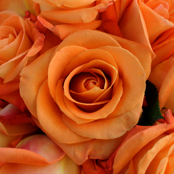 Voodoo Orange Rose | Bulk Roses | FiftyFlowers