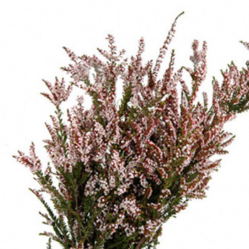 Calcynia Heather White Flower | FiftyFlowers.com