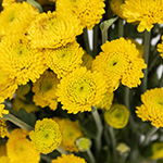 Yellow Button Pom Flower | FiftyFlowers.com