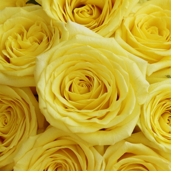 Yellow Stardust Roses | DIY Wedding Rose | FiftyFlowers